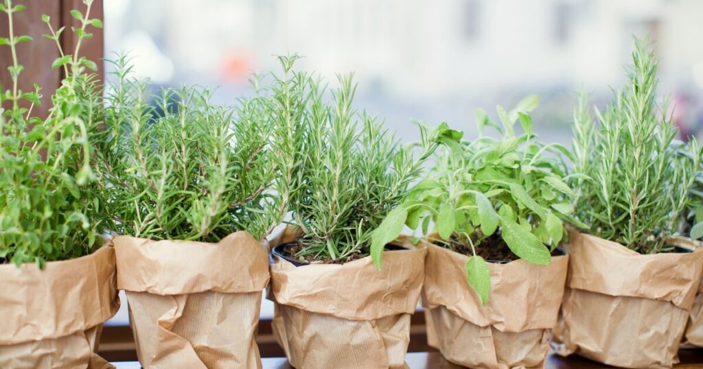 10 Must-Grow Herbs For Your Spring Garden